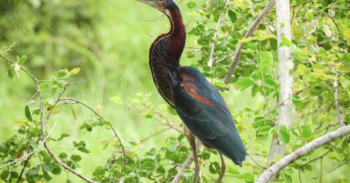 Registran en Caldas una de las garzas más bellas del mundo: Agamia agami
